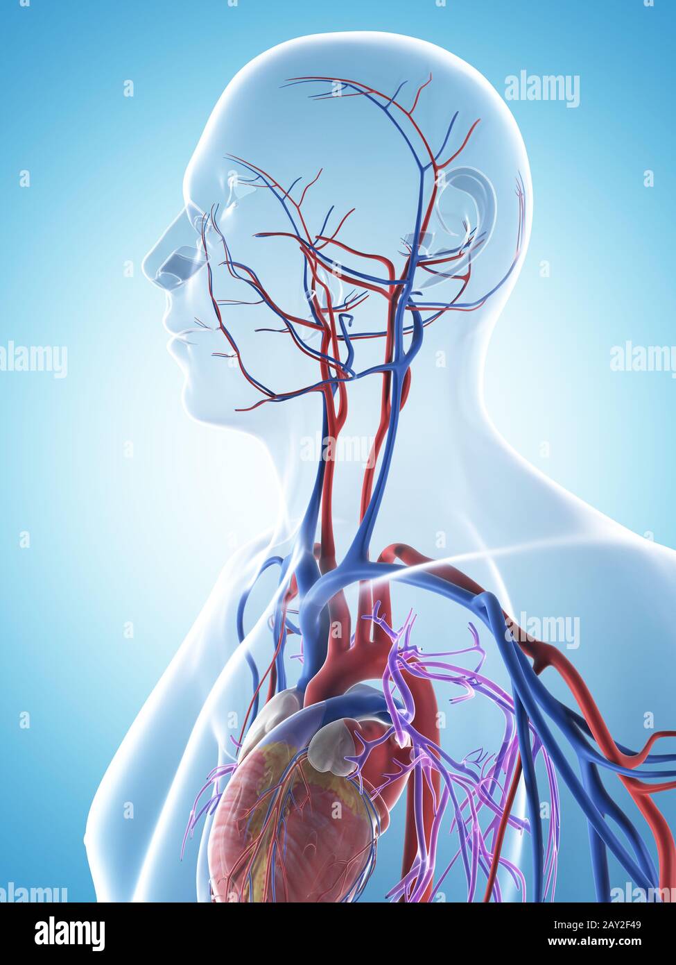 3d rendered illustration of the male vascular system Stock Photo - Alamy