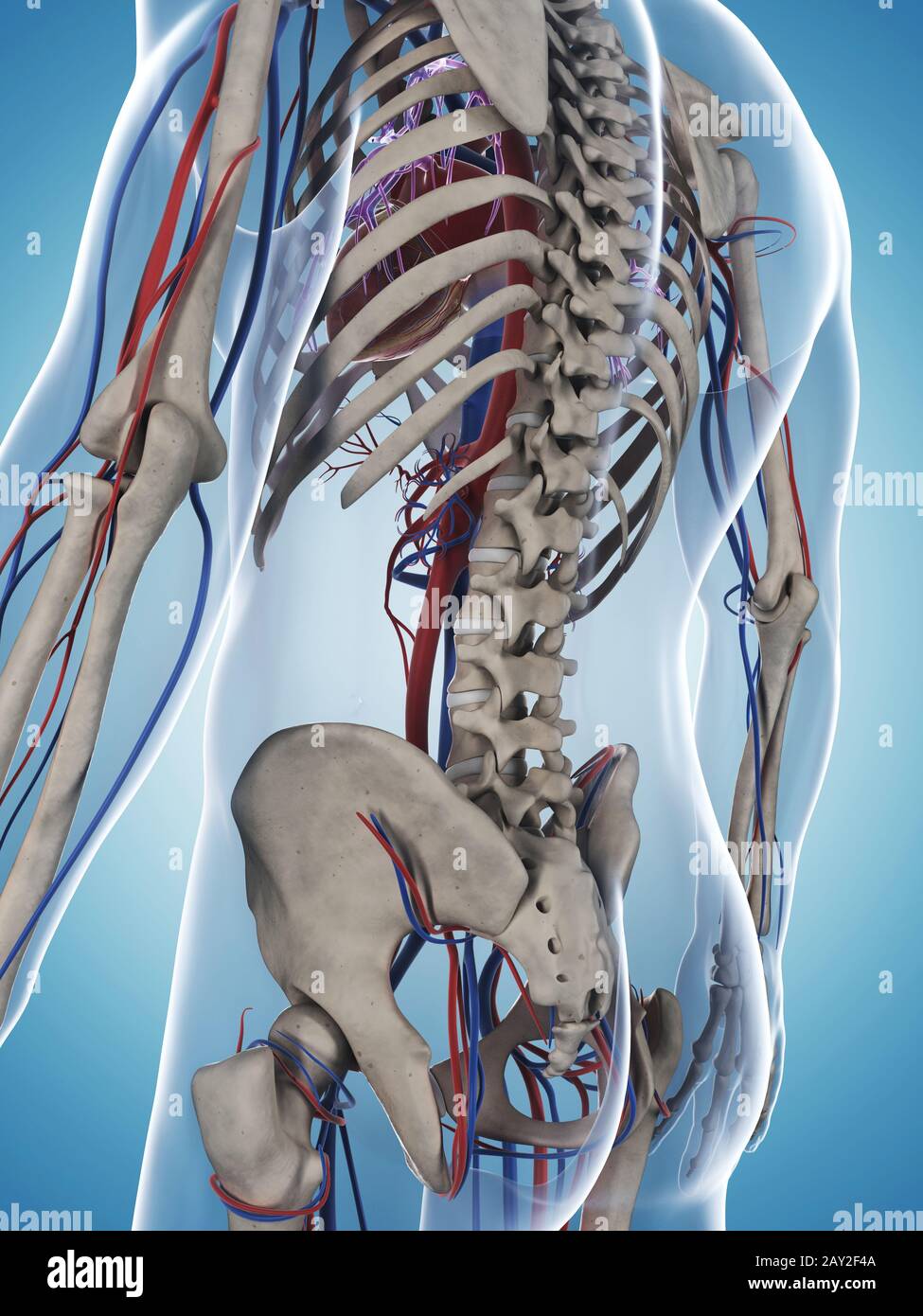 3d rendered illustration of the male skeleton and vascular system Stock ...