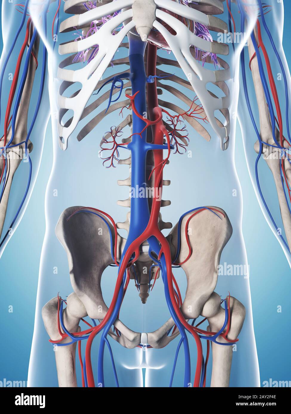 3d rendered illustration of the male skeleton and vascular system Stock ...