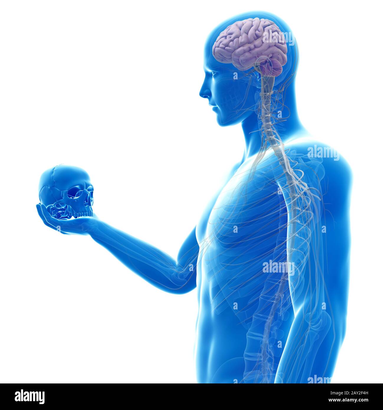 guy holding skull - visible brain and nerves Stock Photo - Alamy