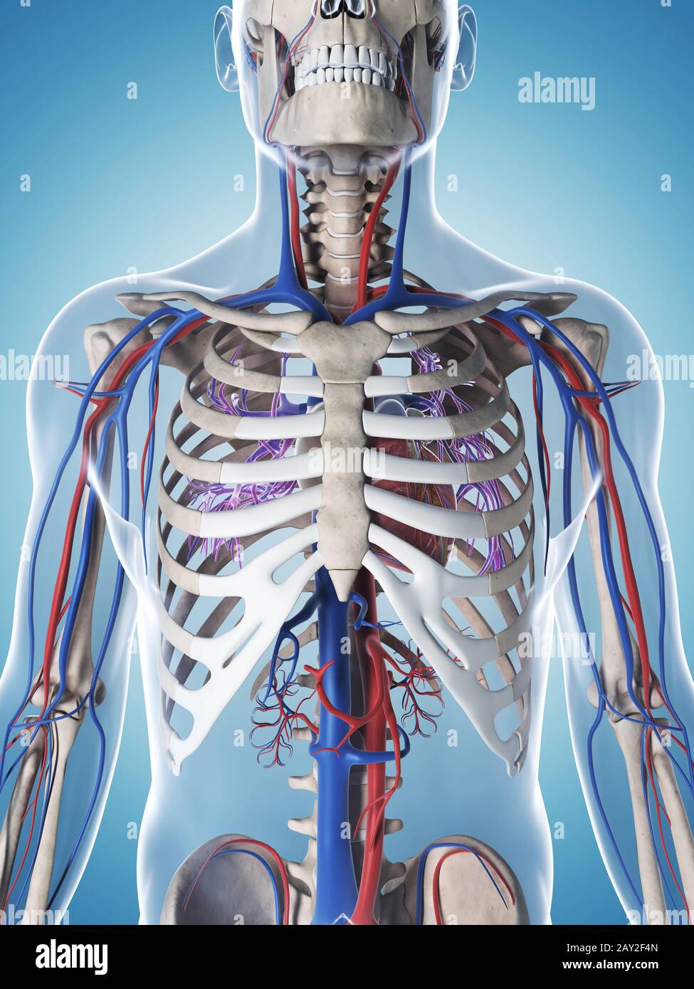 3d rendered illustration of the male skeleton and vascular system Stock ...