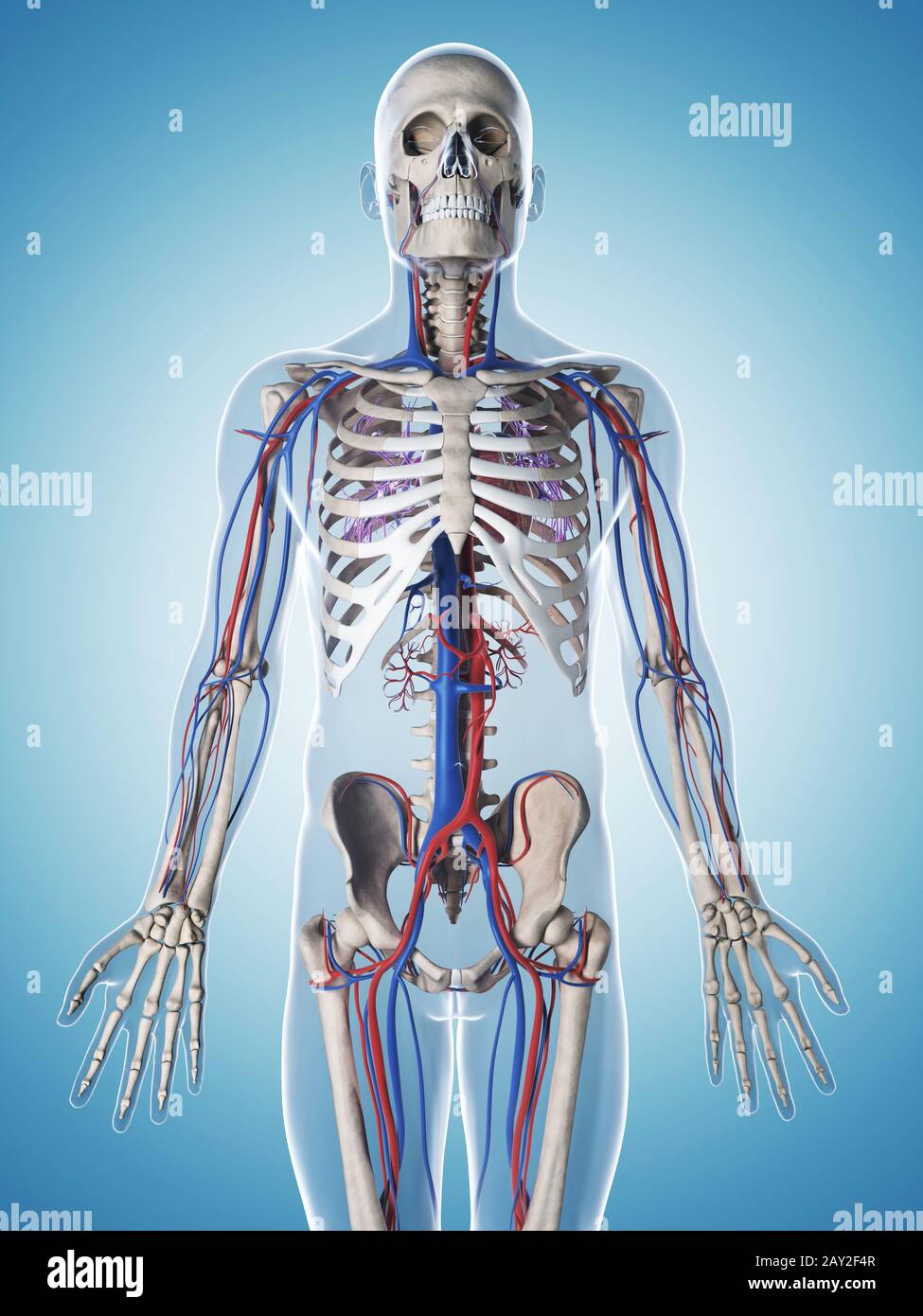 3d rendered illustration of the male skeleton and vascular system Stock ...