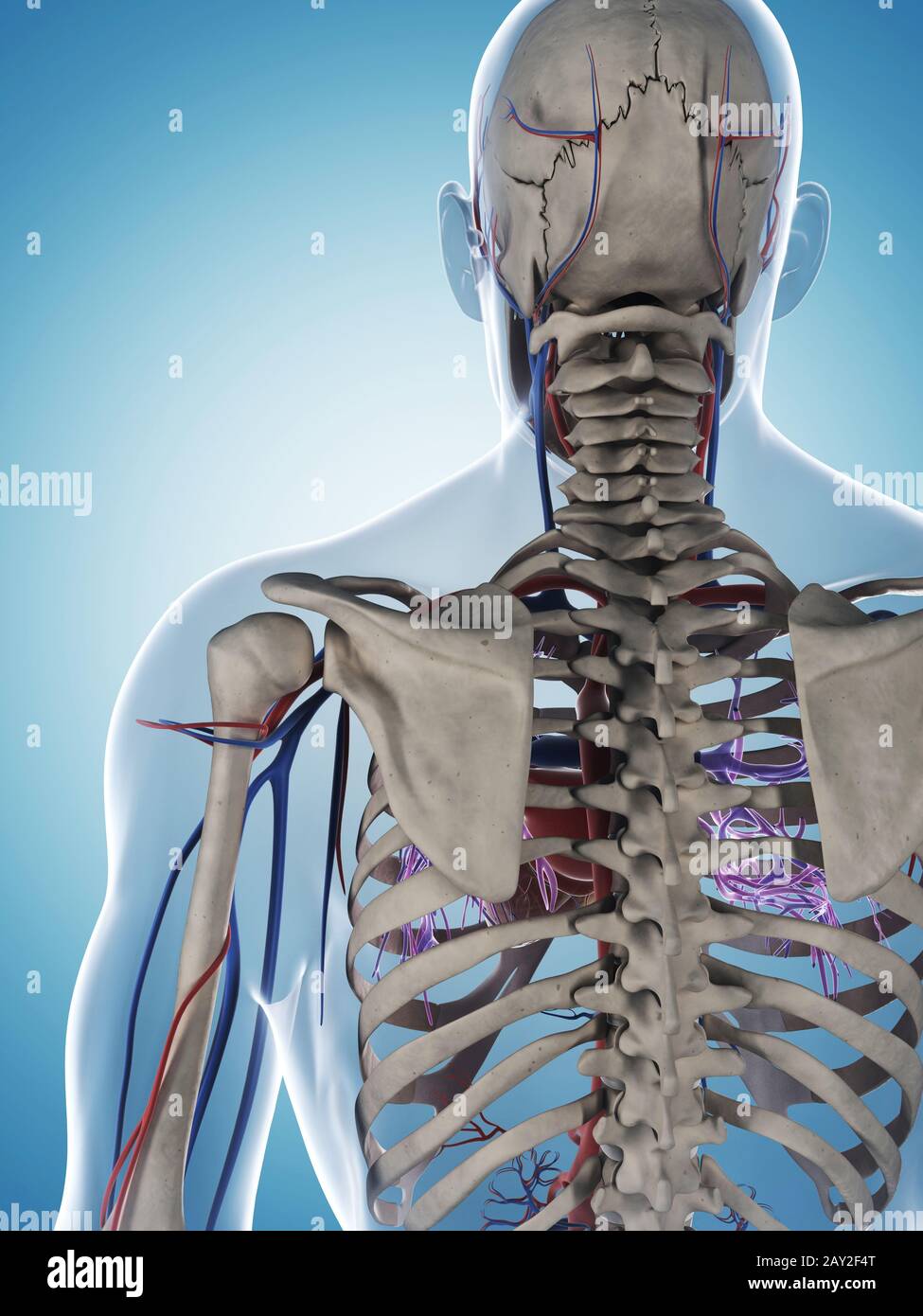 3d rendered illustration of the male skeleton and vascular system Stock ...