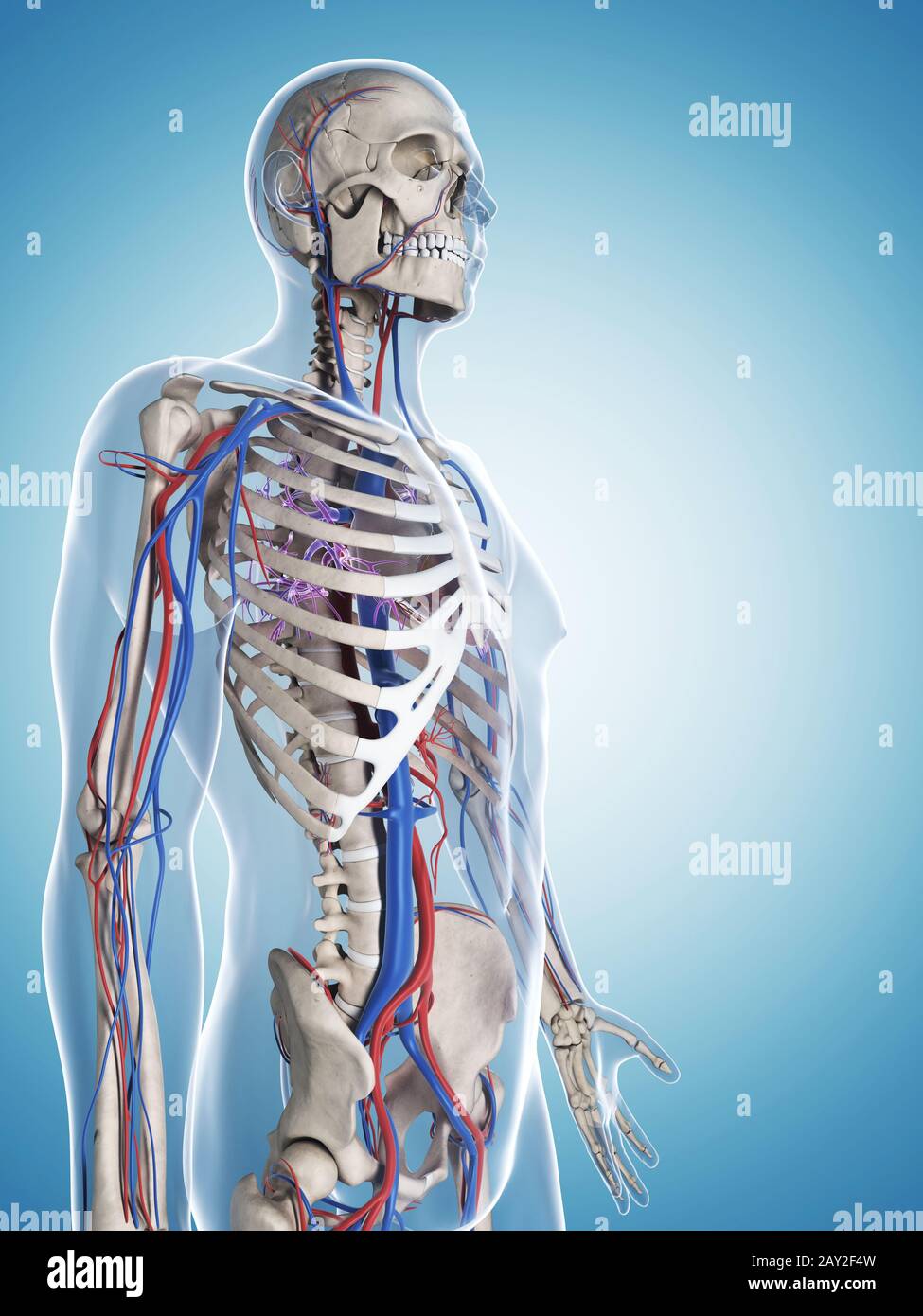Human skeleton with veins and arteries hi-res stock photography and ...