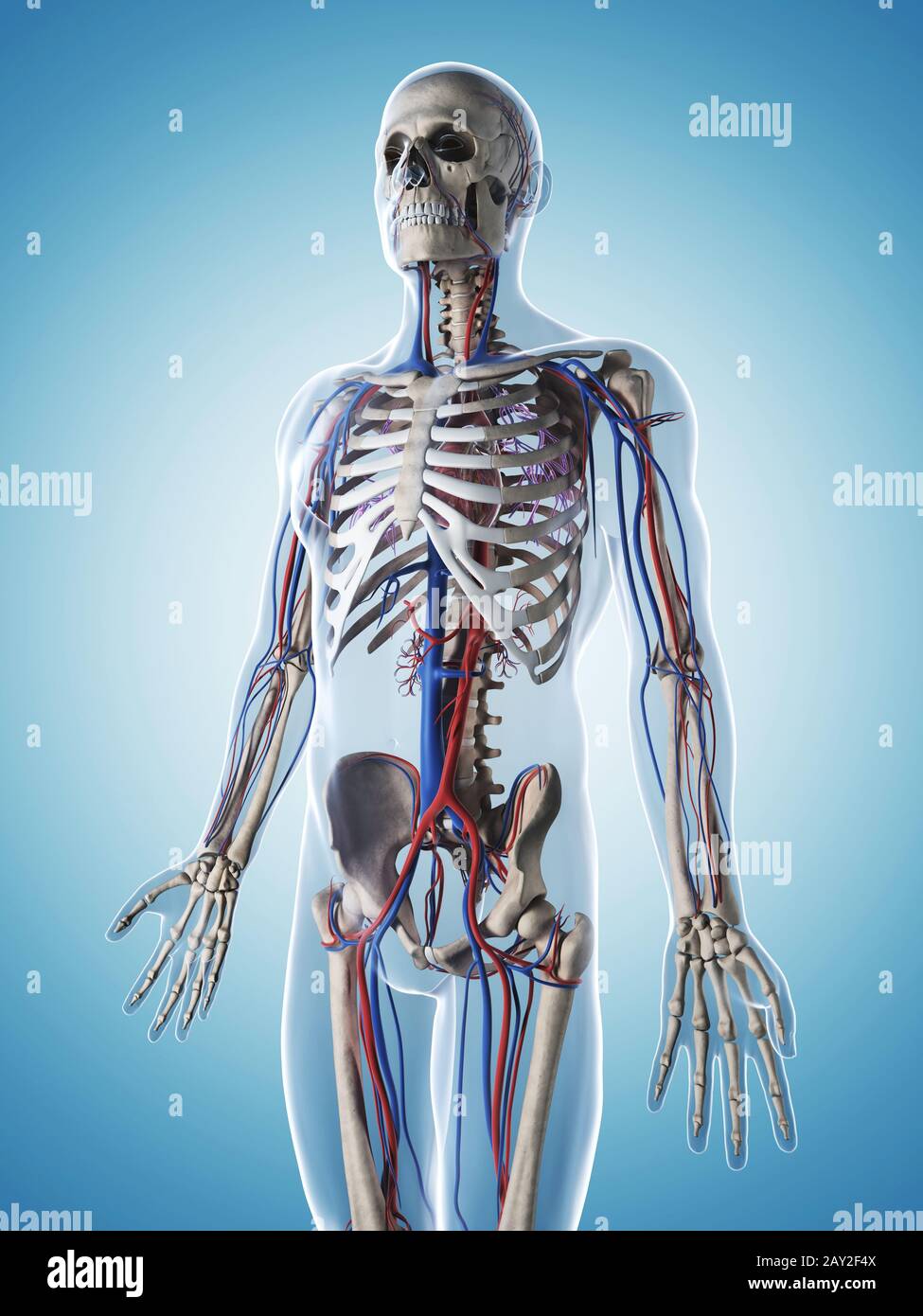 3d rendered illustration of the male skeleton and vascular system Stock ...