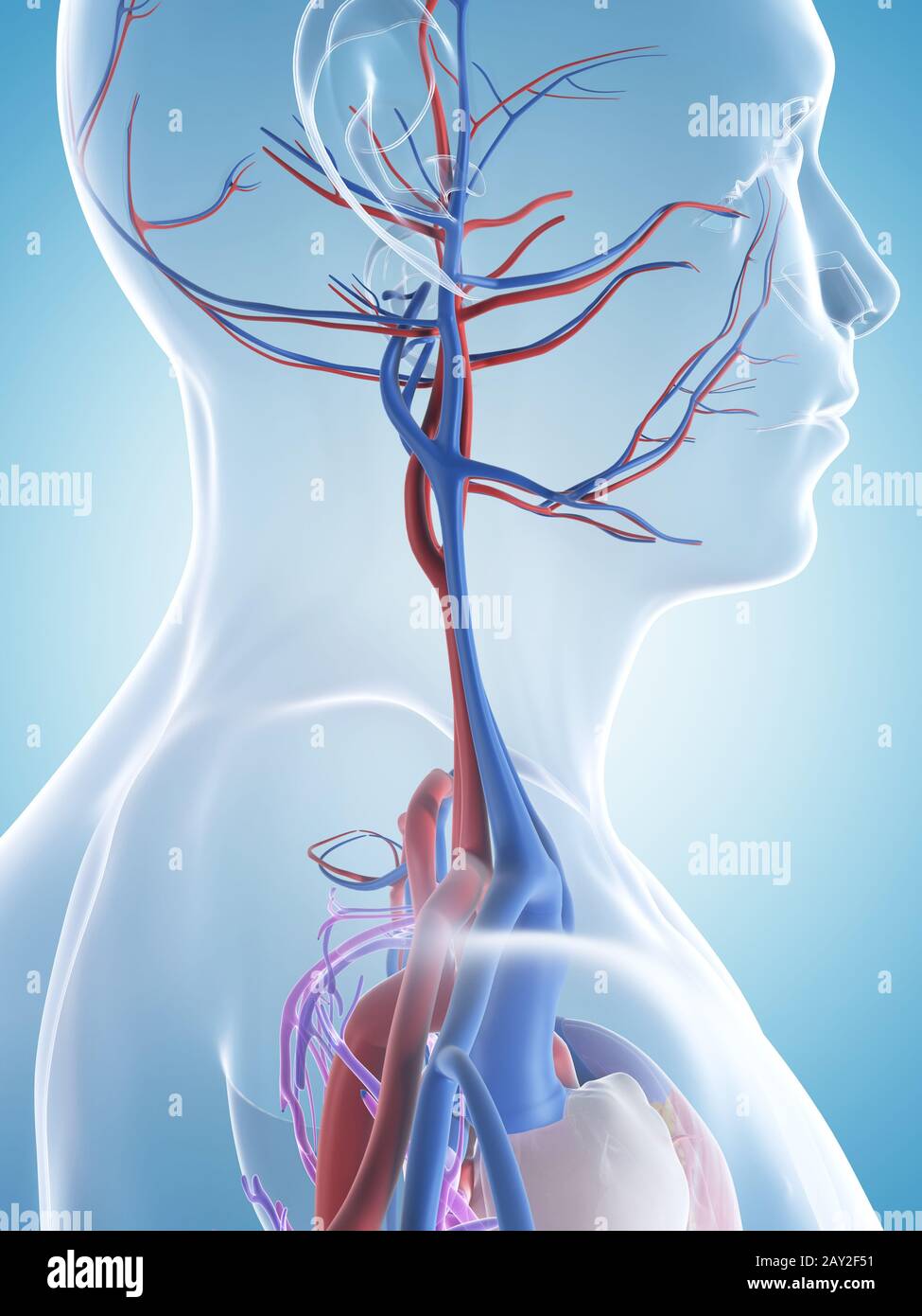 3d rendered illustration of the male vascular system Stock Photo - Alamy