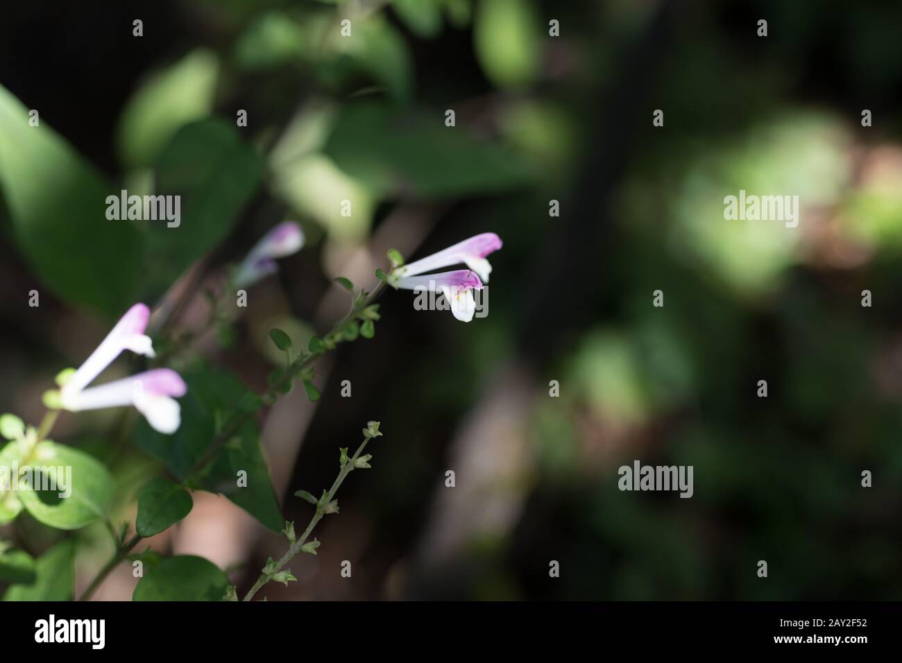 Legume flowers. Soni Highland, Nara, Japan Stock Photo - Alamy