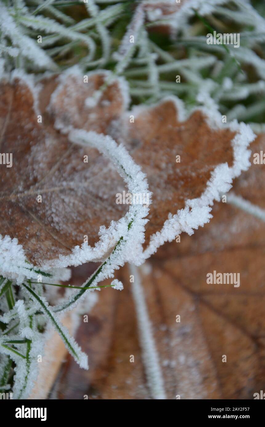 background of autumn leaves in the frost Stock Photo - Alamy