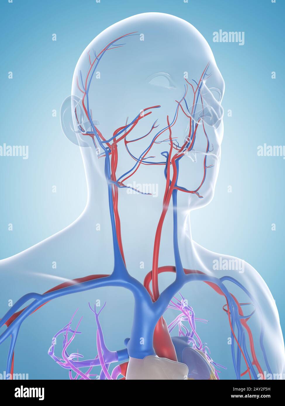 3d rendered illustration of the male vascular system Stock Photo - Alamy