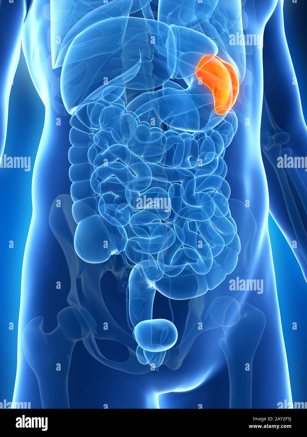 3d rendered illustration of the male spleen Stock Photo - Alamy