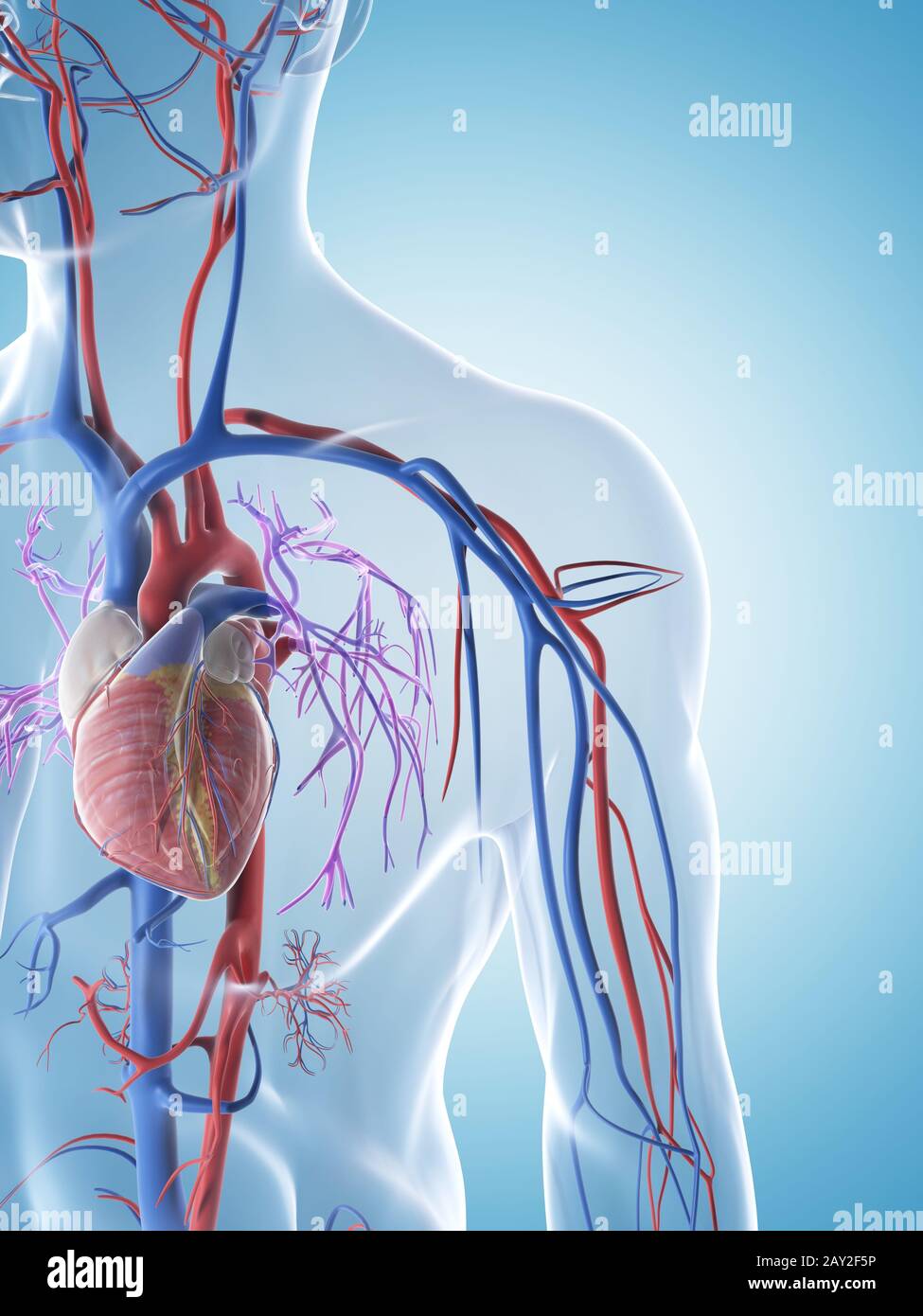 3d rendered illustration of the male vascular system Stock Photo - Alamy