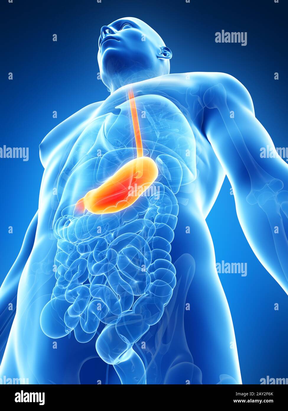 3d rendered illustration of the male stomach Stock Photo - Alamy