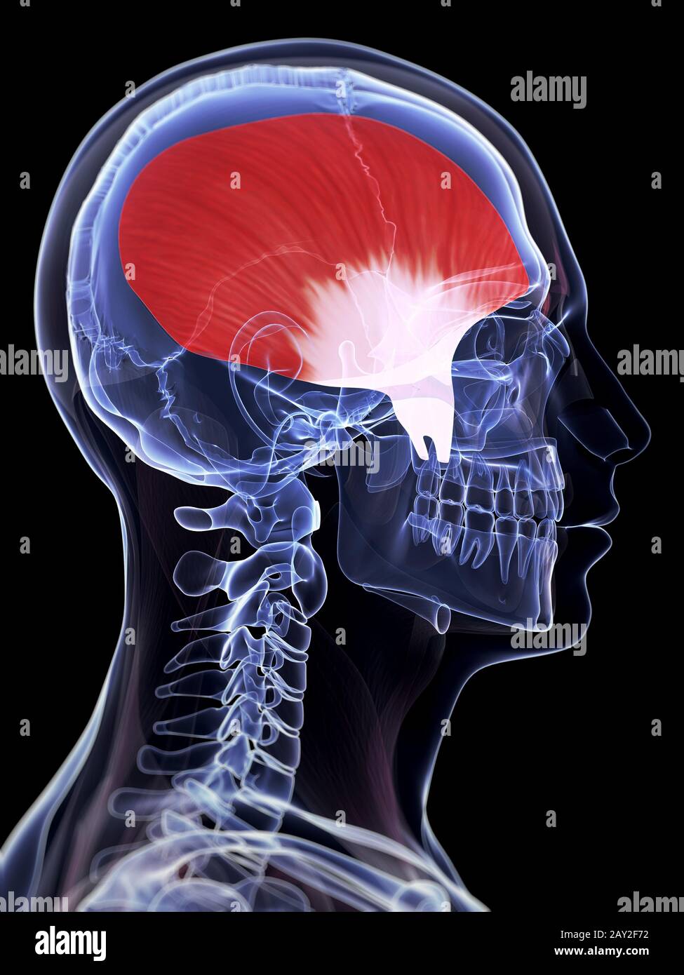 3d rendered illustration of the temporalis muscle Stock Photo - Alamy