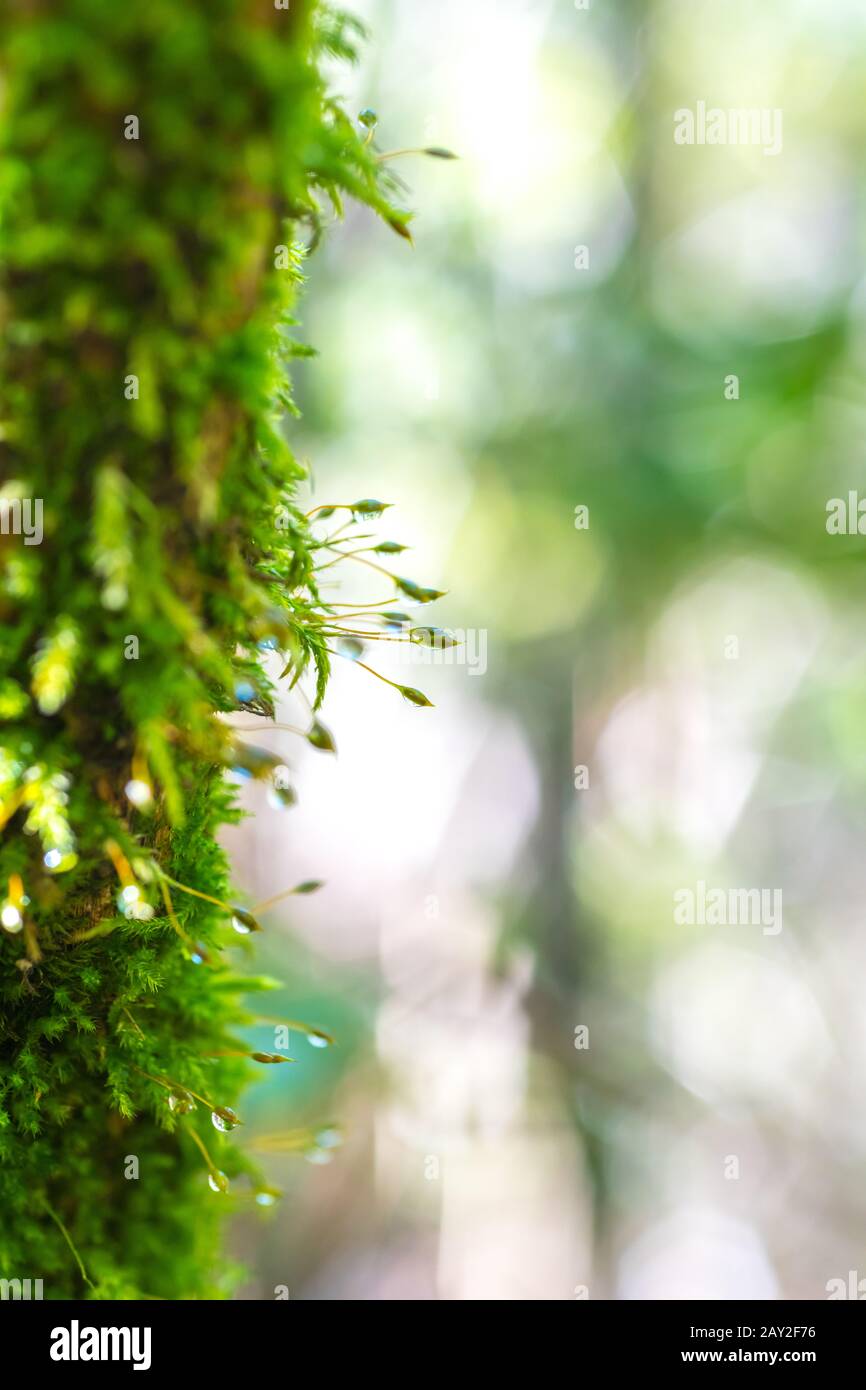 A colony of moss with morning dew. Soni Highland, Nara, Japan Stock ...