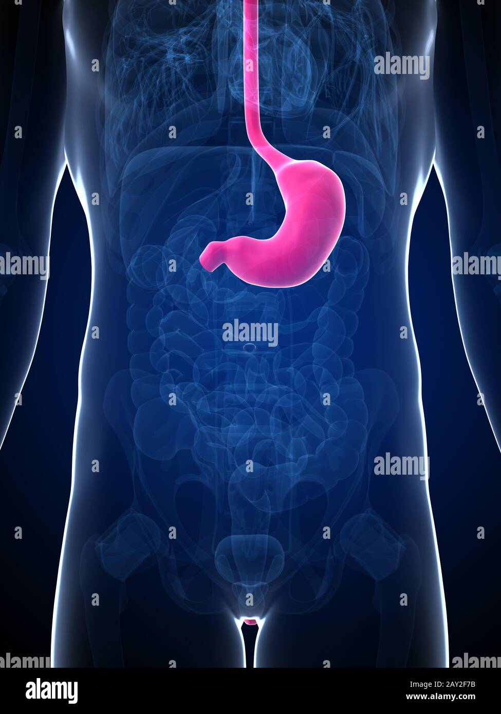 3d rendered illustration of the male stomach Stock Photo - Alamy
