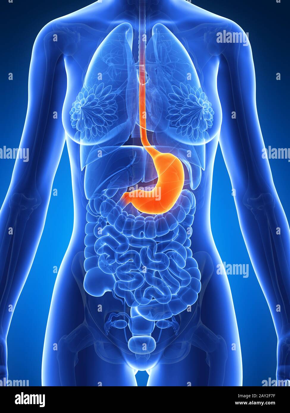 Stomach Lining High Resolution Stock Photography and Images - Alamy
