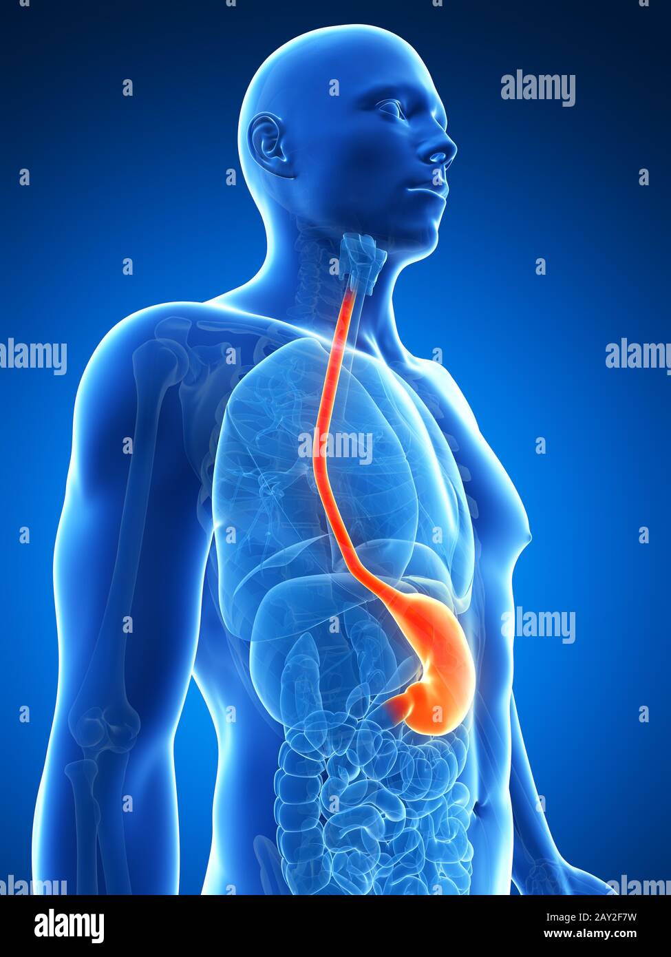 3d rendered illustration of the male stomach Stock Photo - Alamy