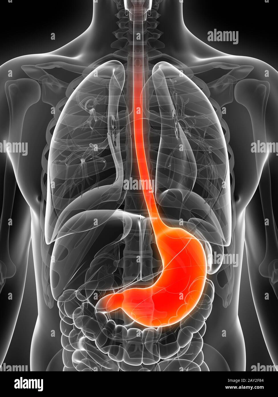 3d rendered illustration of the male stomach Stock Photo - Alamy