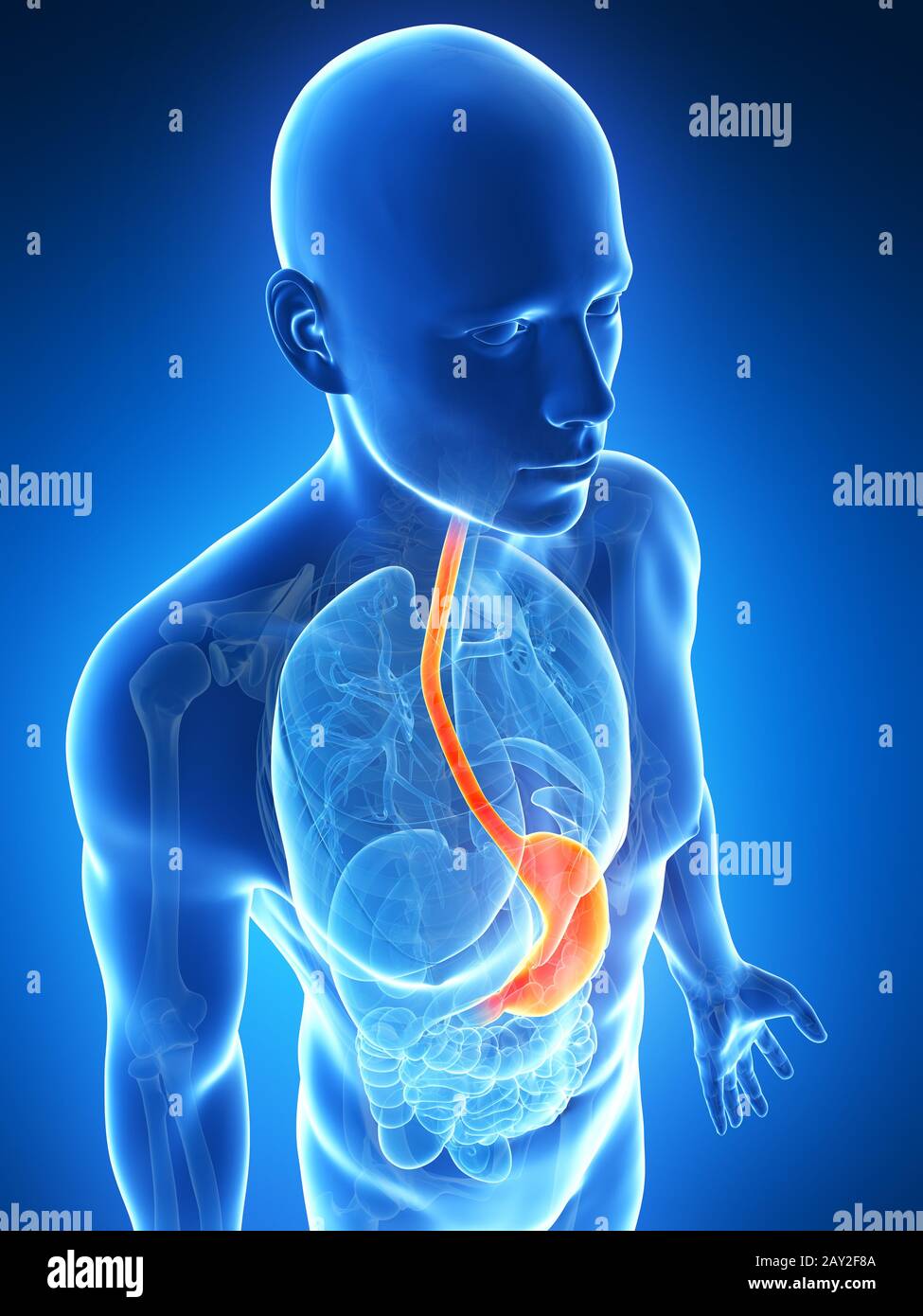 3d rendered illustration of the male stomach Stock Photo - Alamy