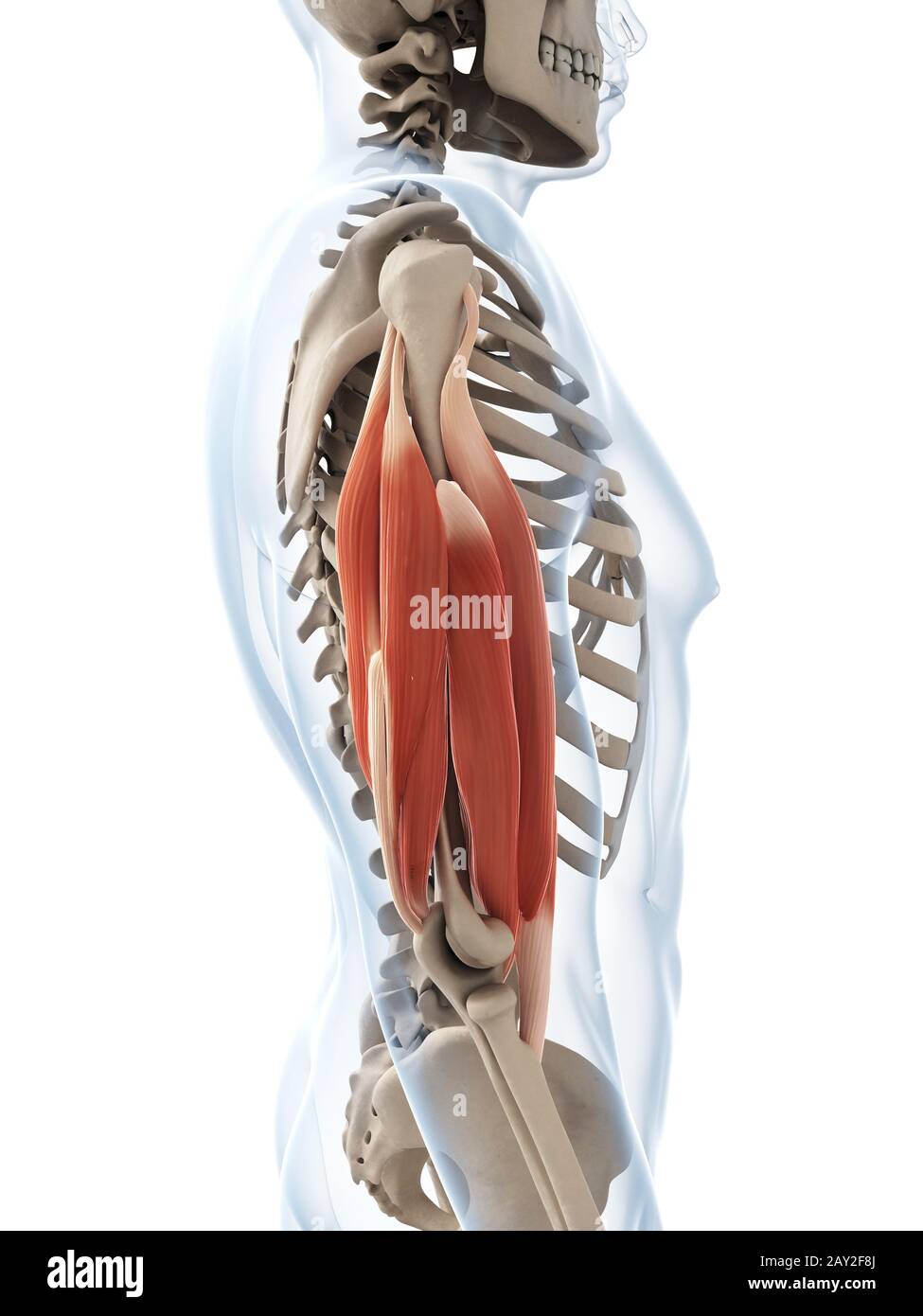 3d rendered illustration of the upper arm muscle Stock Photo - Alamy