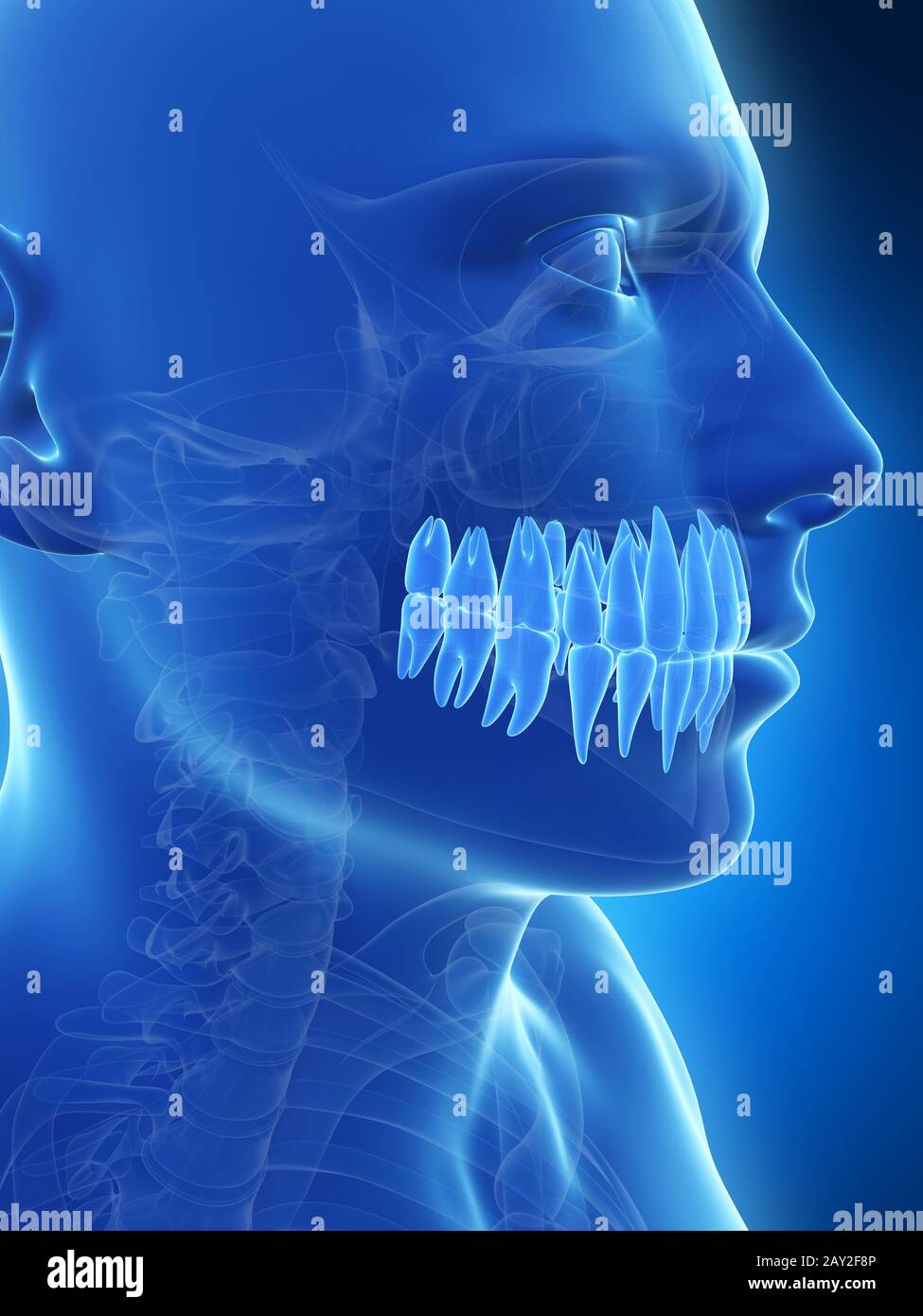 3d rendered illustration of the teeth Stock Photo - Alamy