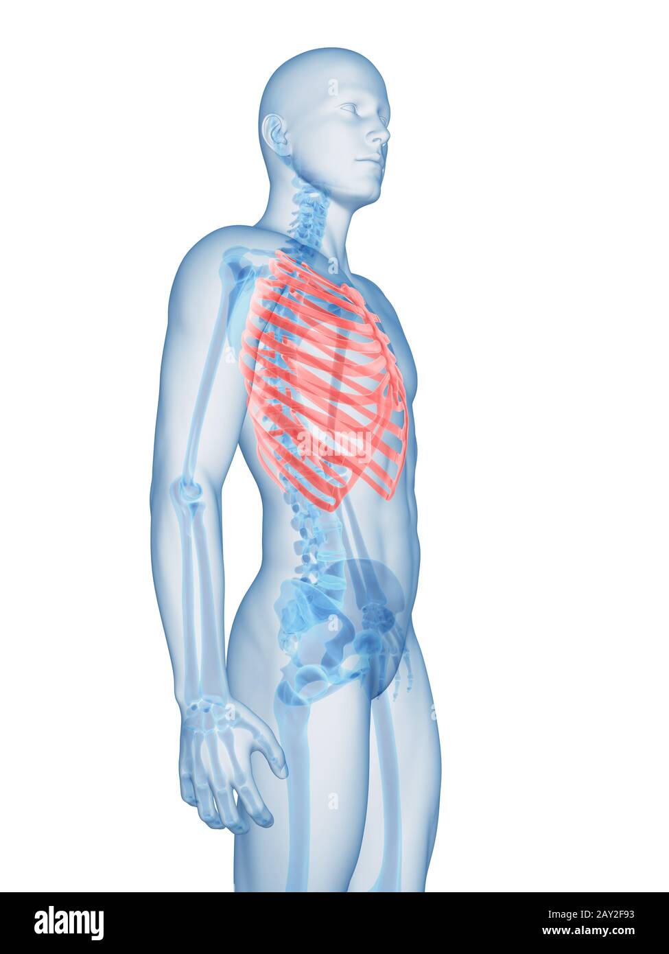 Rib cage organs hi-res stock photography and images - Alamy