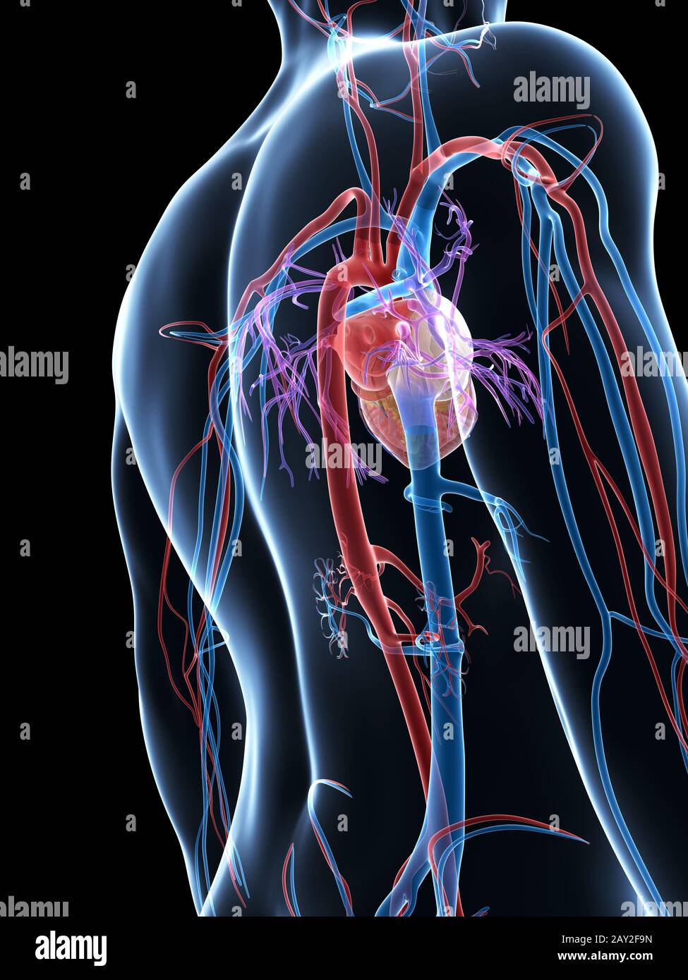 3d rendered illustration of the human vascular system Stock Photo - Alamy