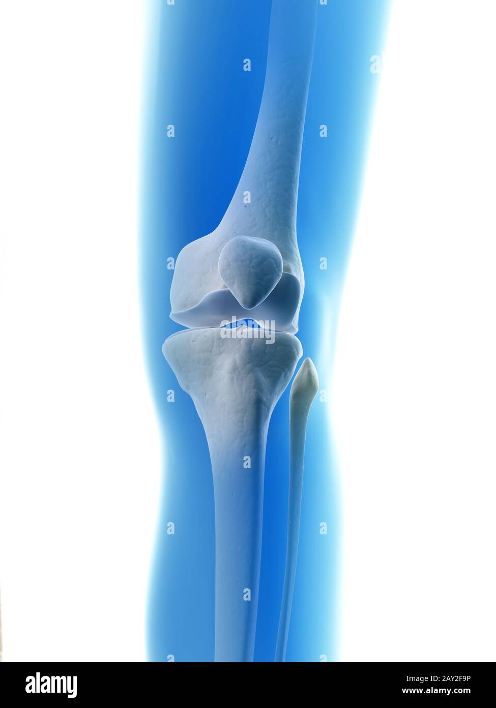 rendered illustration of the knee joint Stock Photo - Alamy