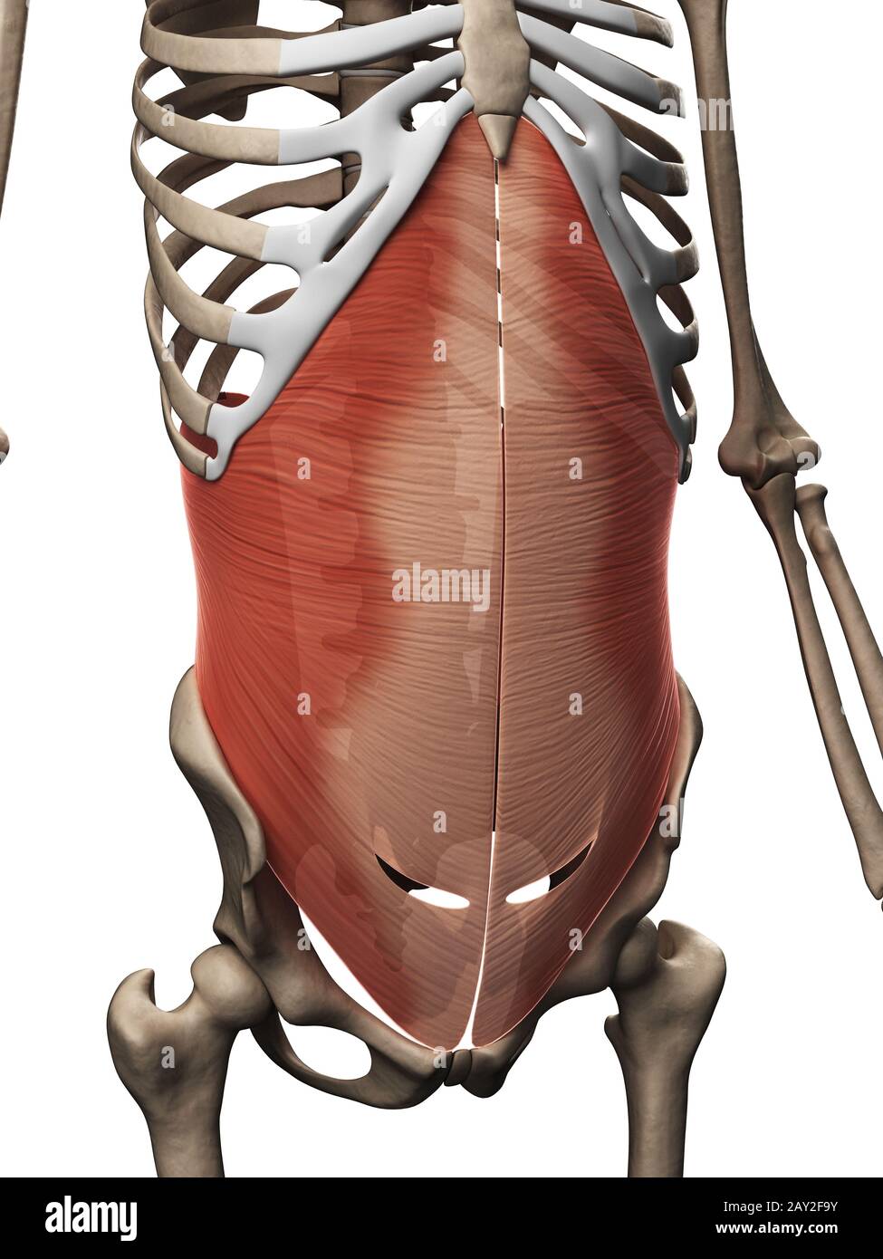 3d rendered illustration of the transversus abdominis muscle Stock ...