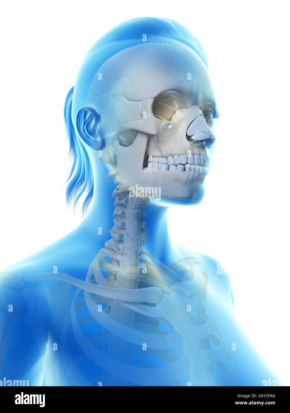 rendered illustration of the female skull Stock Photo - Alamy