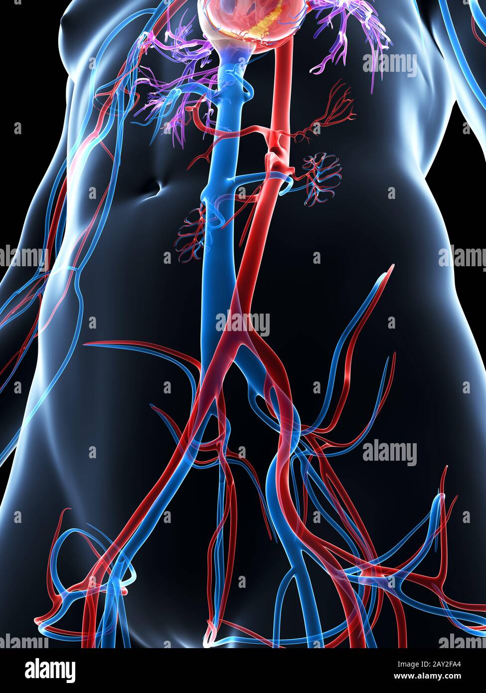 3d rendered illustration of the human vascular system Stock Photo - Alamy