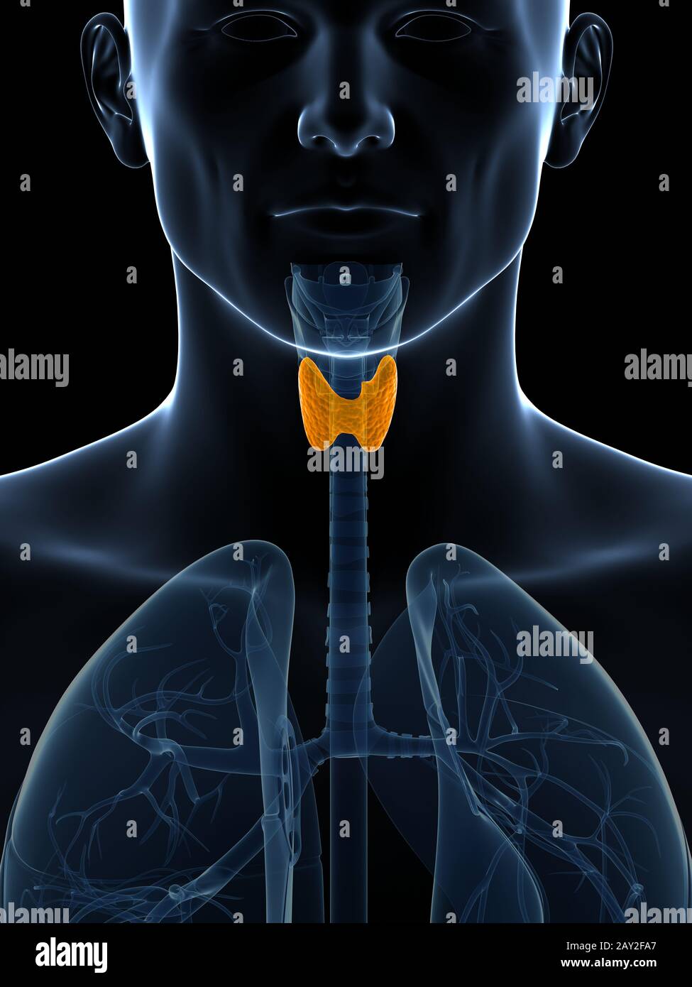3d rendered illustration of the thyroid gland Stock Photo - Alamy