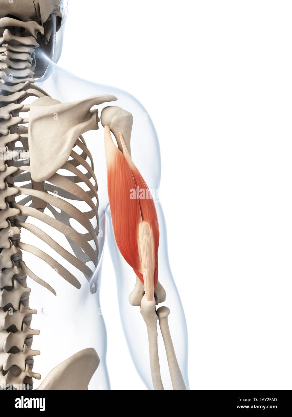3d rendered illustration of the triceps Stock Photo - Alamy