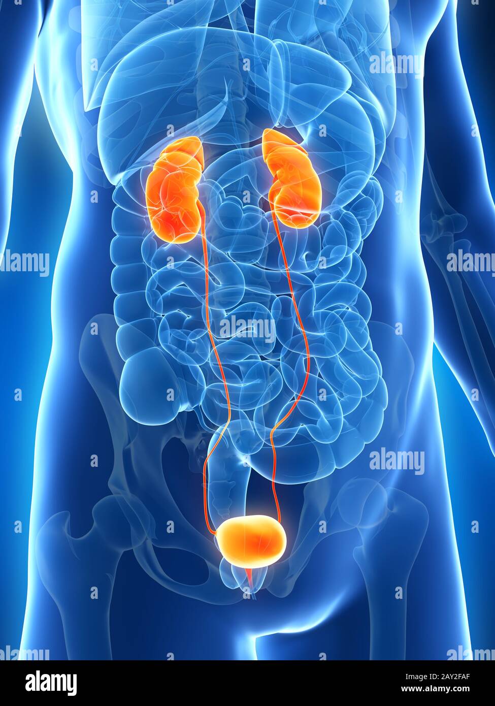 3d rendered illustration of the male kidneys Stock Photo - Alamy