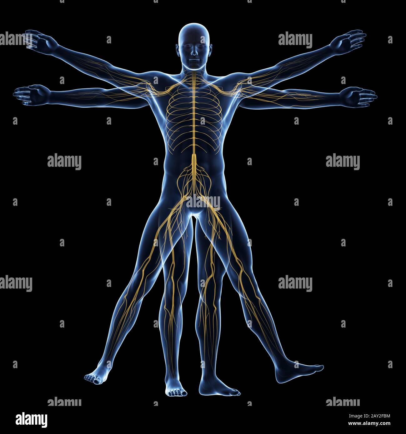 vitruvian man - nervous system Stock Photo - Alamy
