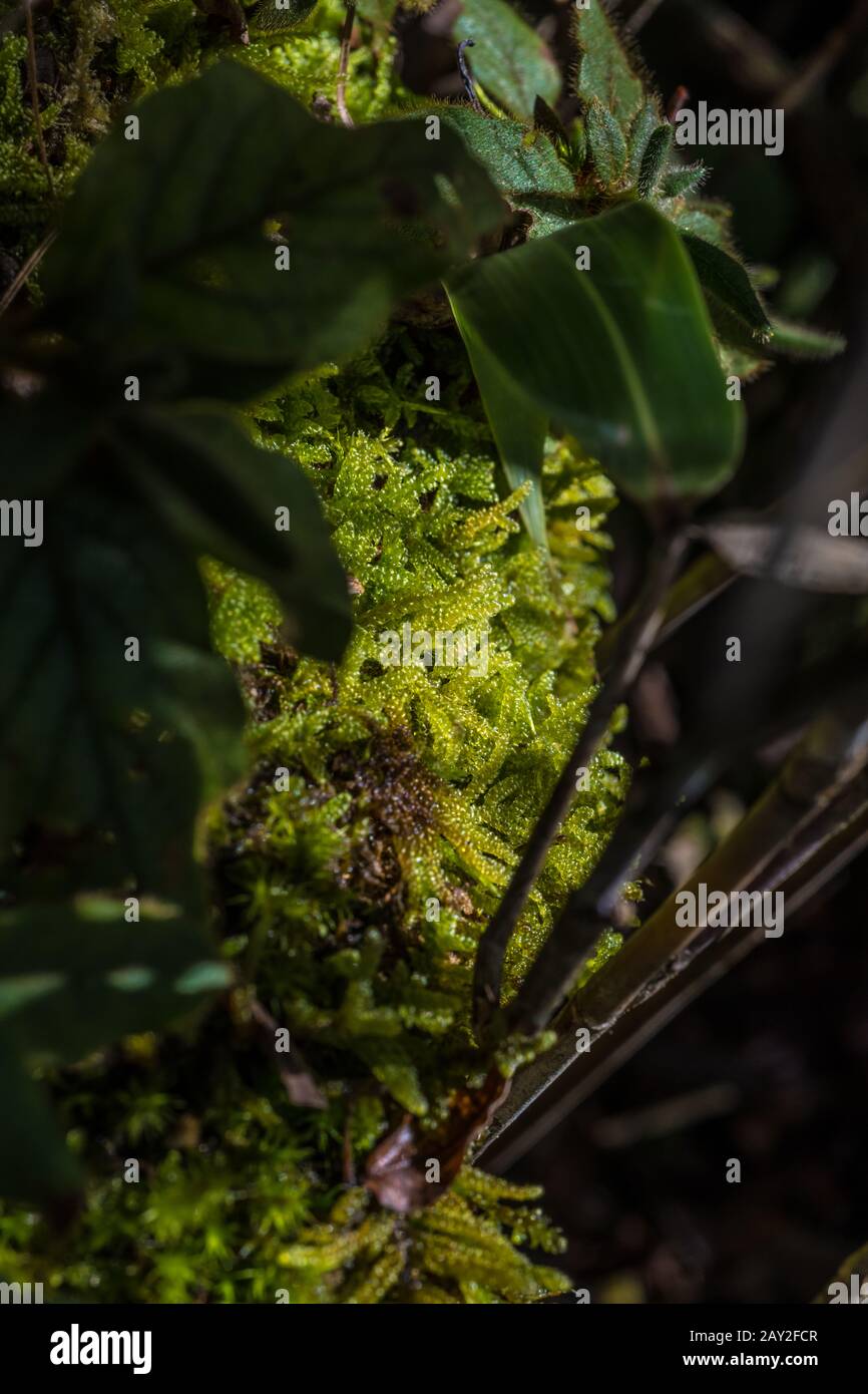 A colony of moss with morning dew. Soni Highland, Nara, Japan Stock ...