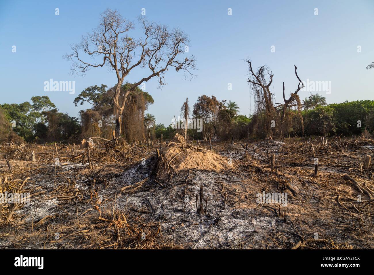 Fire in the fields outside Bissau to renew the land, Guinea-Bissau ...
