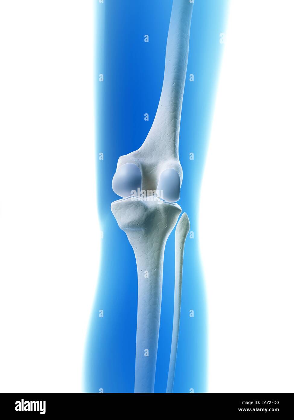 rendered illustration of the knee joint Stock Photo - Alamy