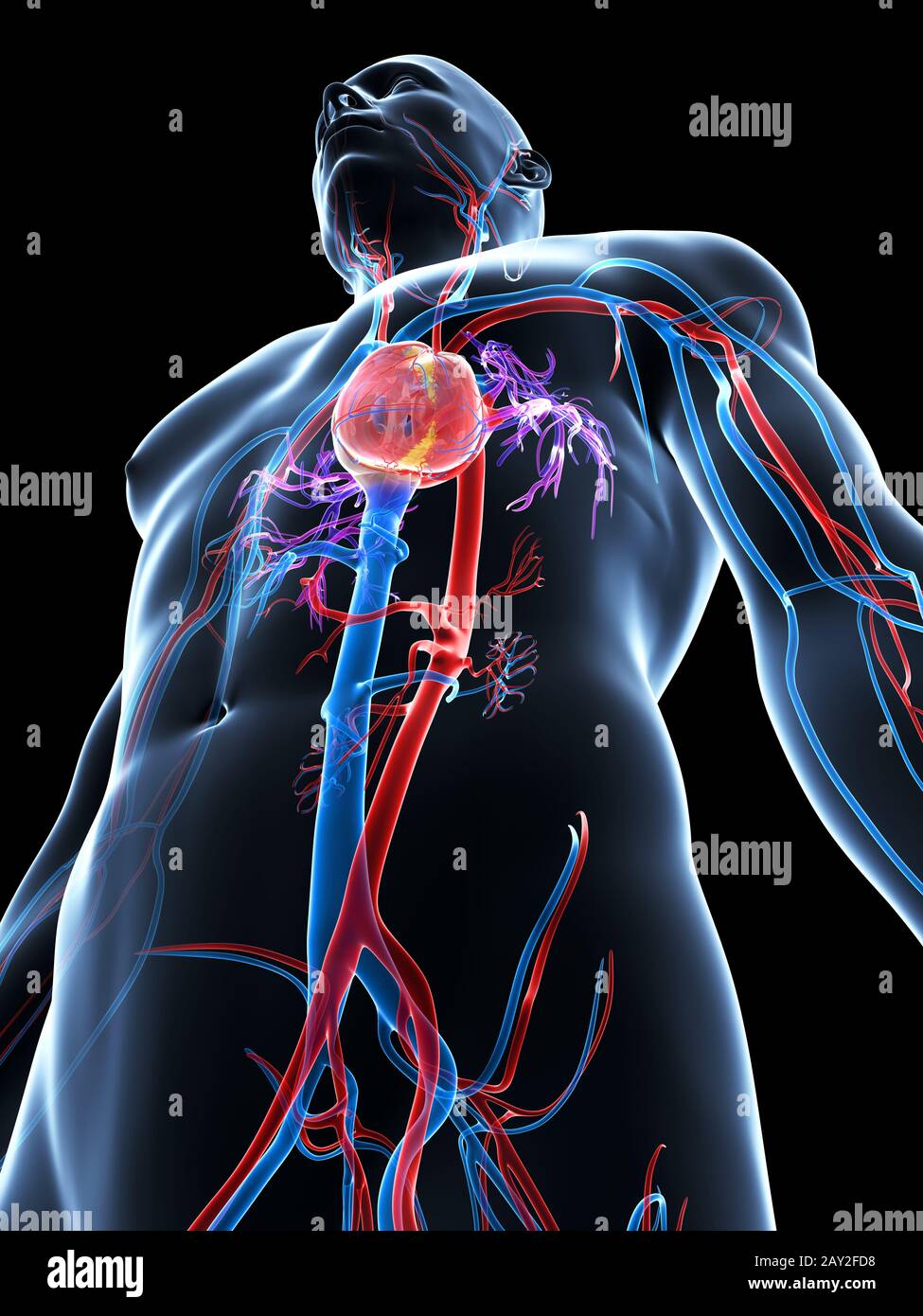 3d rendered illustration of the human vascular system Stock Photo - Alamy