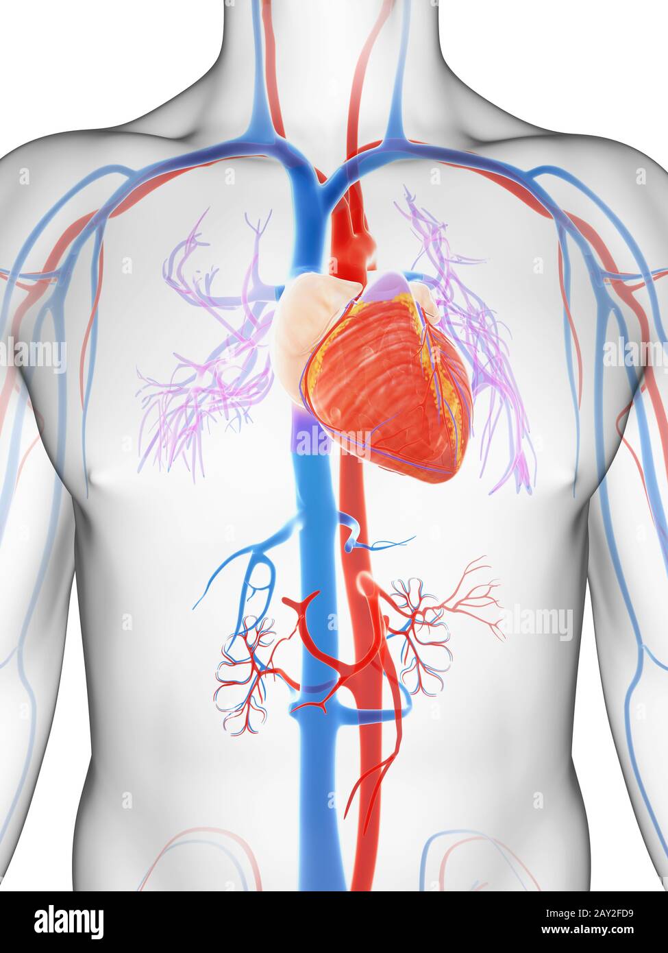Male vascular system hi-res stock photography and images - Alamy