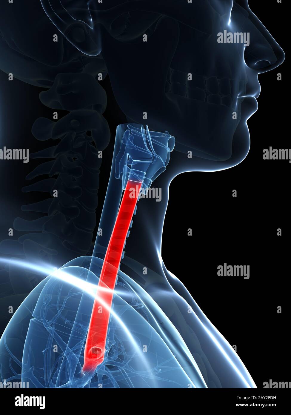 3d rendered illustration of the trachea Stock Photo - Alamy
