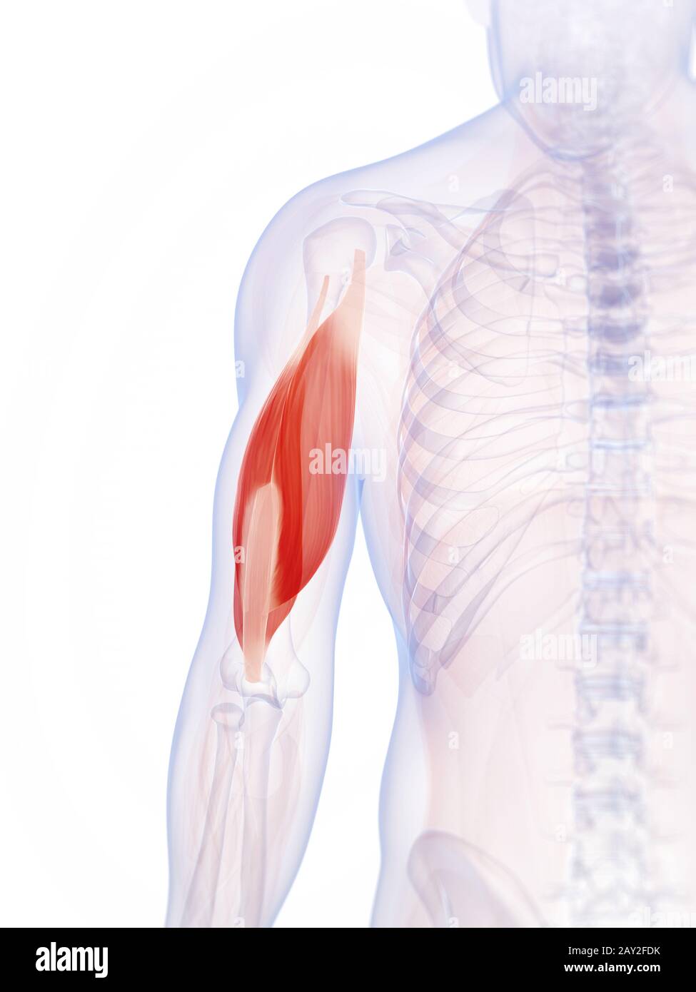 3d rendered illustration of the triceps Stock Photo - Alamy