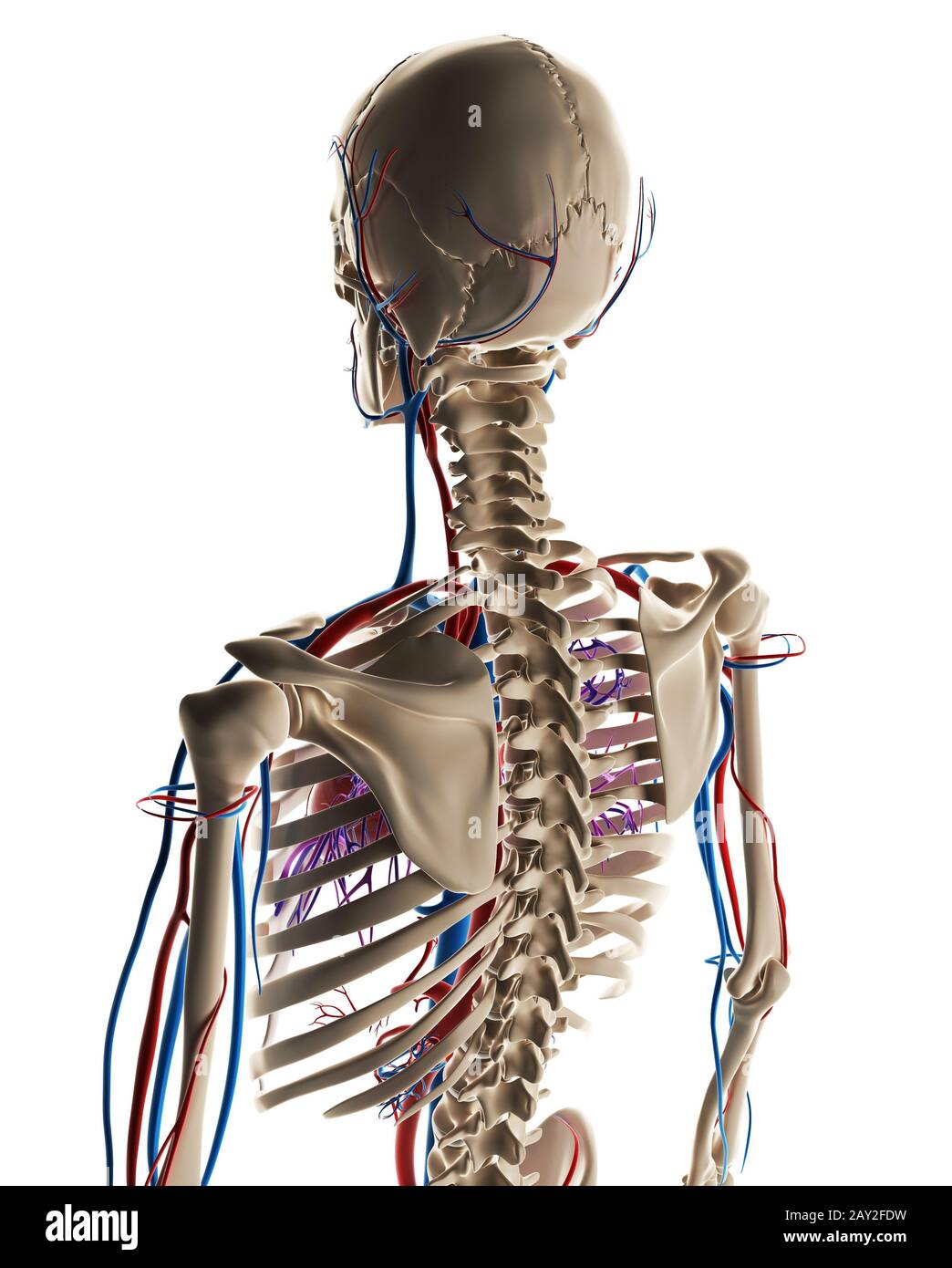 3d rendered illustration - vascular system Stock Photo - Alamy