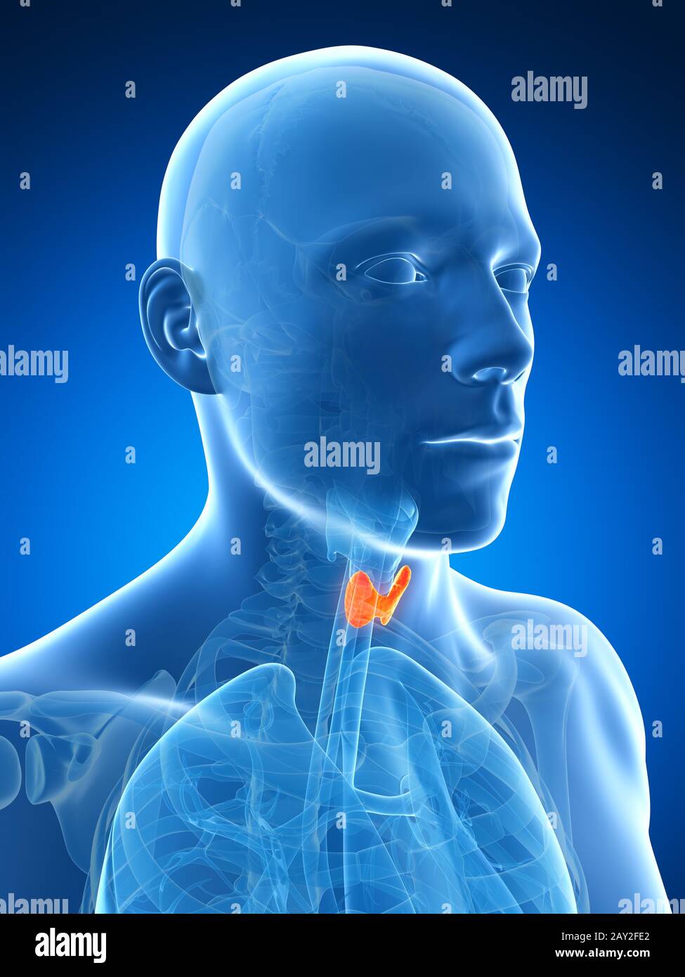 3d rendered illustration of the male thyroid gland Stock Photo - Alamy