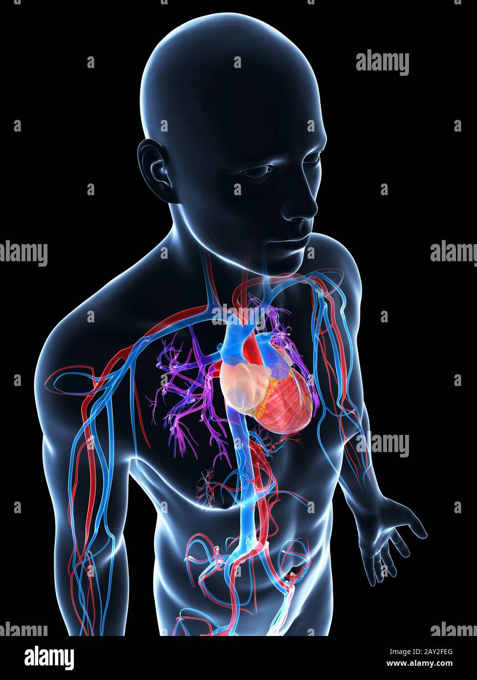 3d rendered illustration of the human vascular system Stock Photo - Alamy
