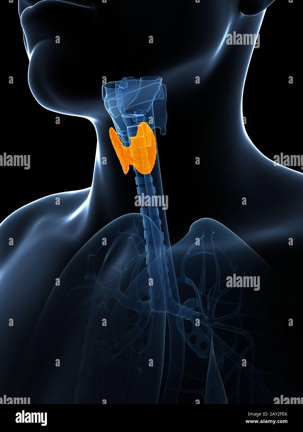 Thyroid gland neck hi-res stock photography and images - Alamy