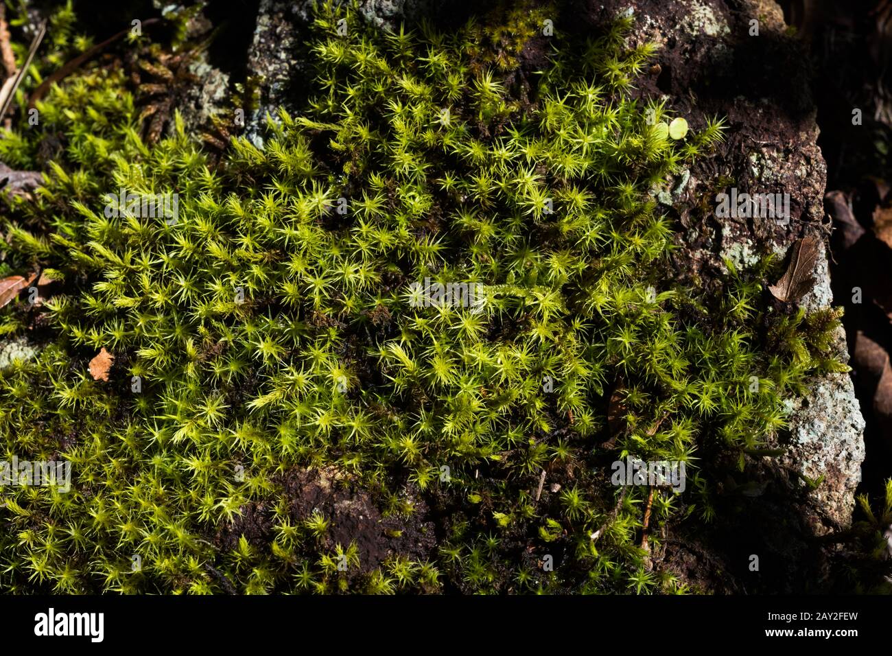 A colony of moss with morning dew. Soni Highland, Nara, Japan Stock ...