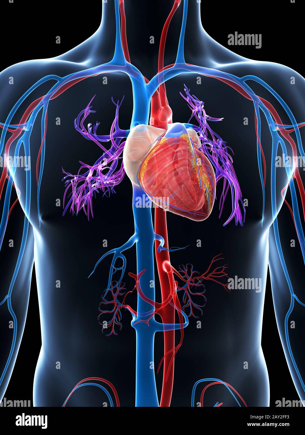 3d rendered illustration of the human vascular system Stock Photo - Alamy