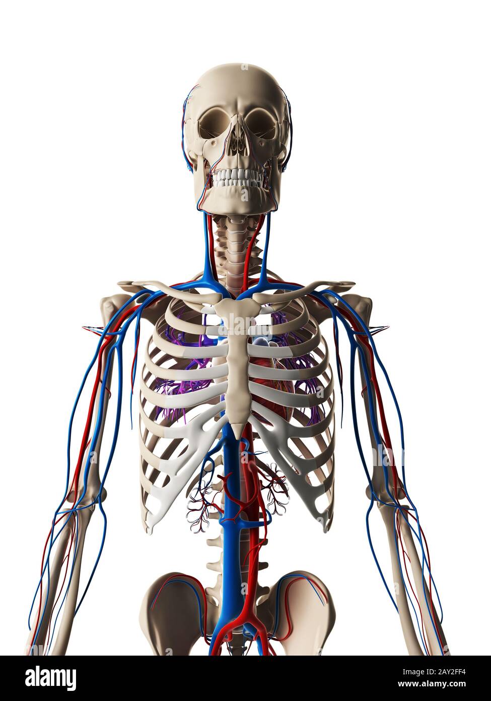 3d rendered illustration - vascular system Stock Photo - Alamy