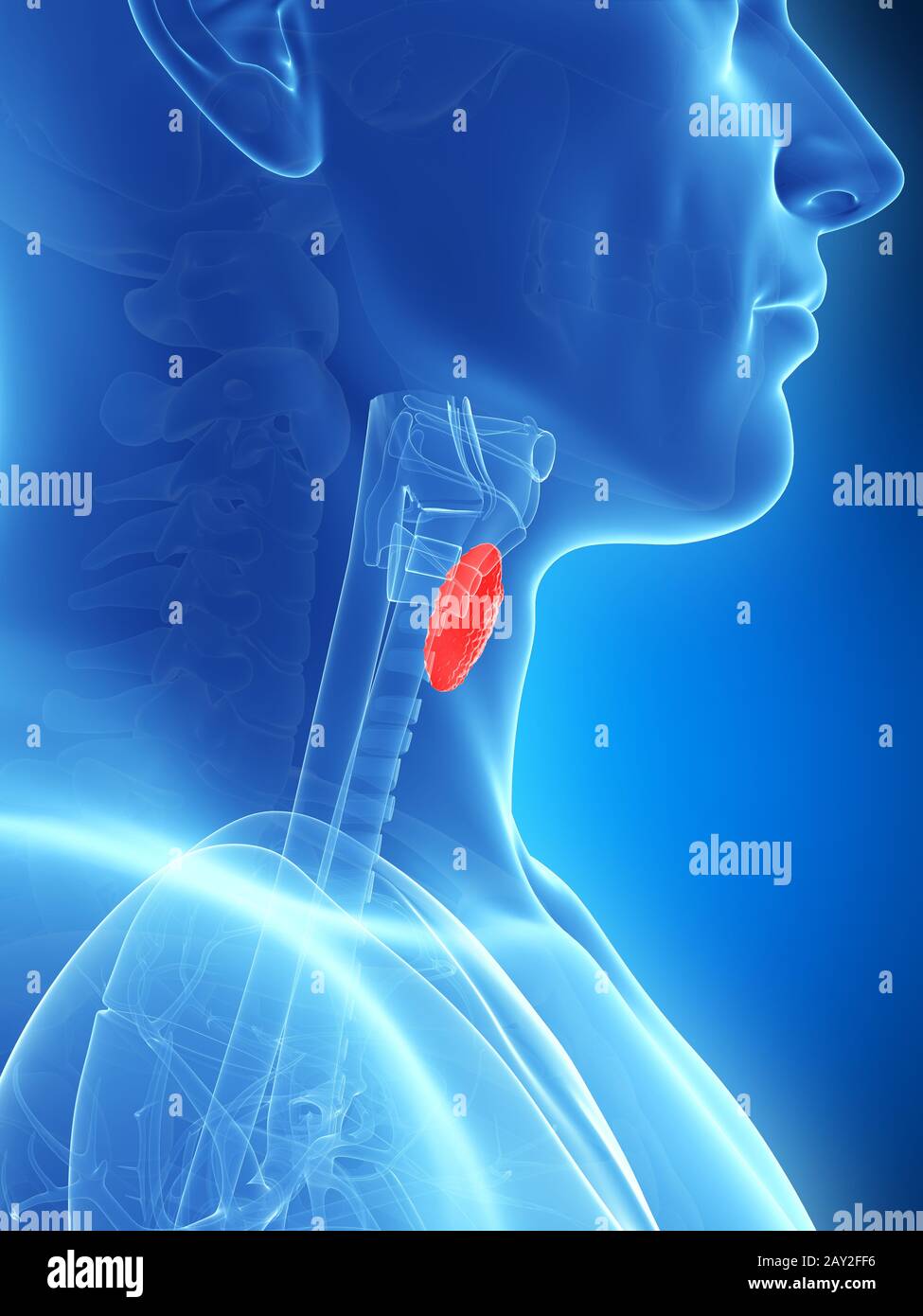 3d rendered illustration of the thyroid gland Stock Photo - Alamy